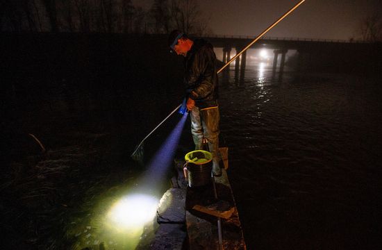 Glass Eel Fisherman Known Elvers Johnny Editorial Stock Photo - Stock ...