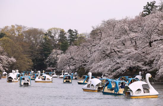 People Enjoy Ride Swan Boats Rowing Editorial Stock Photo - Stock Image ...