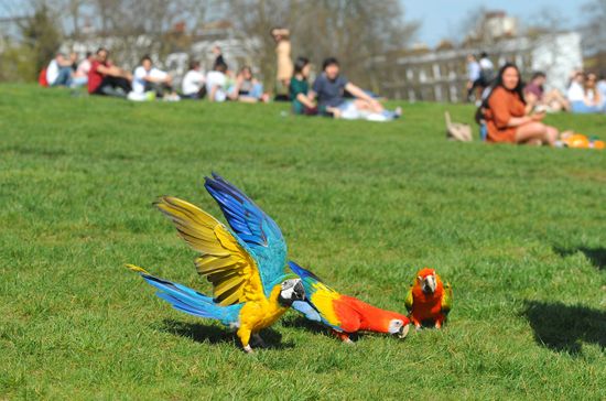 Parrots Over Primrose Hill Three Parrots Editorial Stock Photo - Stock ...