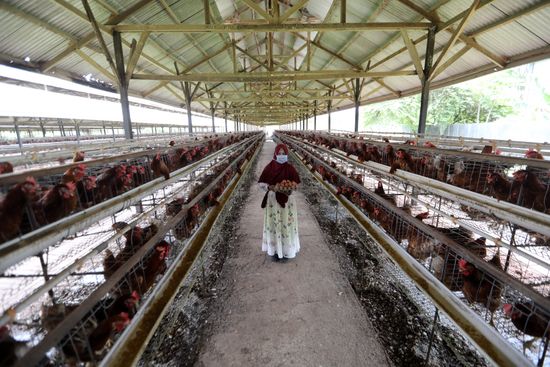 Worker Carries Eggs Hen Coop While Editorial Stock Photo - Stock Image ...