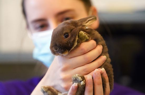 Humane Society Missouri Worker Katy Grunwals Editorial Stock Photo ...