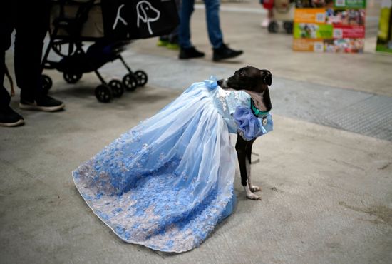 Greyhound Seen Wearing Dress Interpets International Editorial Stock ...