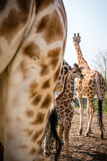 Newborn Nubian Giraffe Named Kabira Safaripark Editorial Stock Photo ...