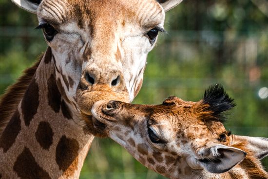 Newborn Nubian Giraffe Named Kabira Safaripark Editorial Stock Photo ...