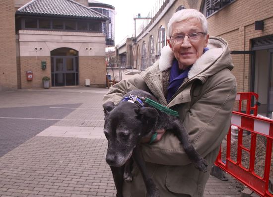 Paul Ogrady Rather Shellshocked Old Staffie Editorial Stock Photo ...