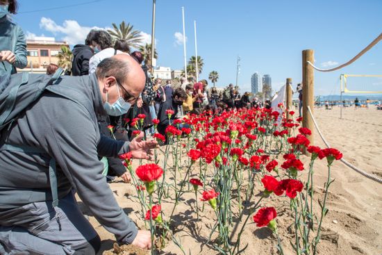 Person Seen Planting Carnation Seedling On Editorial Stock Photo ...
