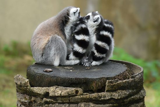 Lemur Biopark Rome 17 Hectares 1000 Editorial Stock Photo - Stock Image ...