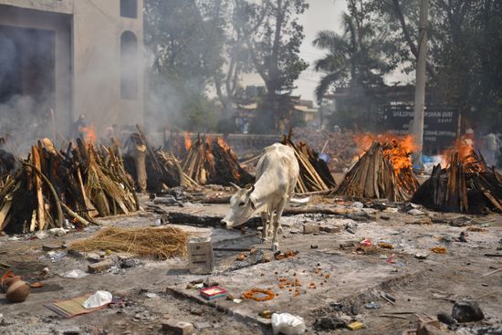 Cow Seen Mass Funeral Takes Place Editorial Stock Photo - Stock Image ...