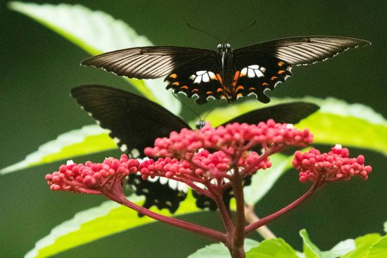 Pair Common Mormon Butterflies Fly Air Editorial Stock Photo - Stock ...