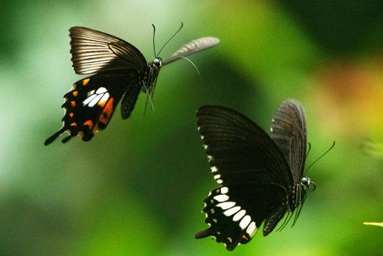 Pair Common Mormon Butterflies Fly Air Editorial Stock Photo - Stock ...