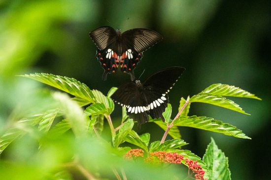 Pair Common Mormon Butterflies Fly Air Editorial Stock Photo - Stock ...