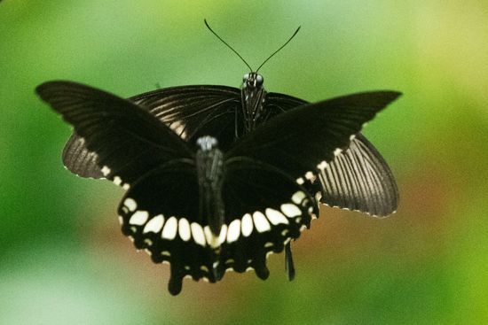 Pair Common Mormon Butterflies Fly Air Editorial Stock Photo - Stock ...