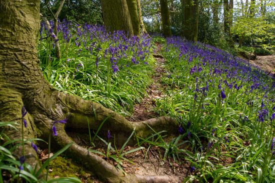 Beautiful Bluebells Afternoon Sunshine Stillness Returned Editorial Stock Photo - Stock Image ...