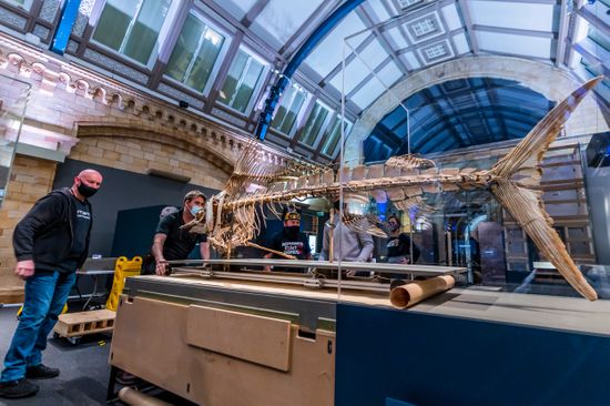3m Black Marlin Skeleton Assembled Moved Editorial Stock Photo - Stock ...