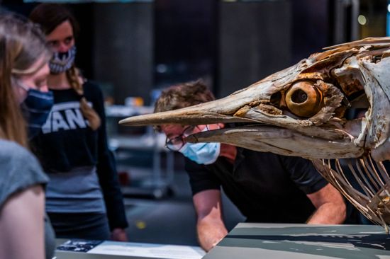 3m Black Marlin Skeleton Assembled Moved Editorial Stock Photo - Stock ...