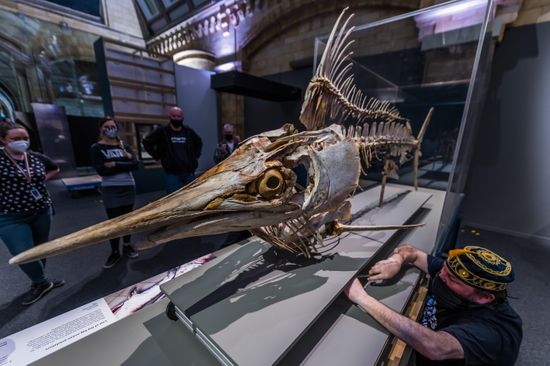 3m Black Marlin Skeleton Assembled Moved Editorial Stock Photo - Stock ...