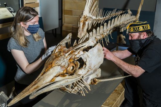 3m Black Marlin Skeleton Assembled Moved Editorial Stock Photo - Stock ...