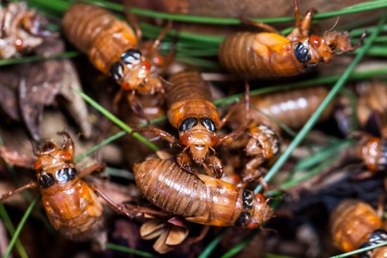 Brood X Periodical Cicada Nymphs Crawl Editorial Stock Photo - Stock ...