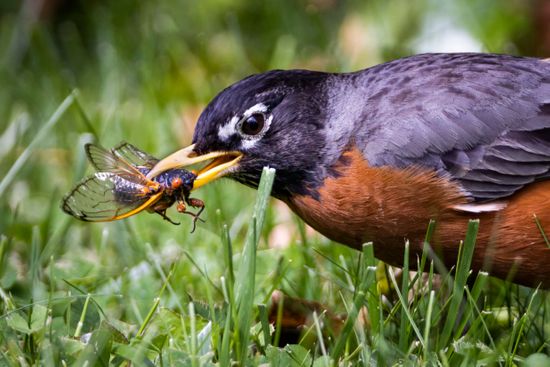 American Robin Chomps Down Newlyemerged Brood Editorial Stock Photo ...