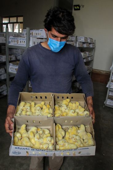 Laborer Shows Chickens Poultry Farm Kandahar Editorial Stock Photo ...