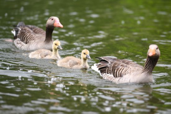 Gray Geese Goslings Seen On Main Editorial Stock Photo - Stock Image ...