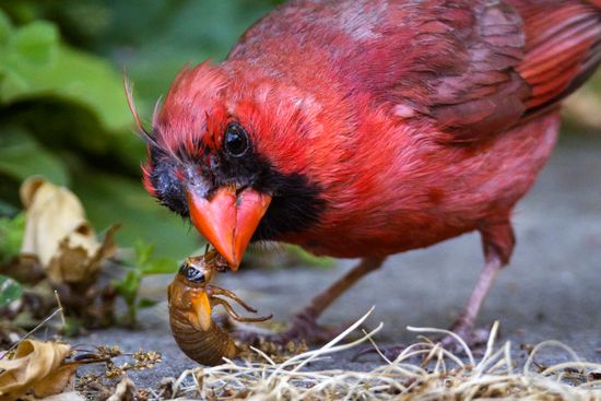 Northern Cardinal Chomps Down Newlyemerged Brood Editorial Stock Photo ...