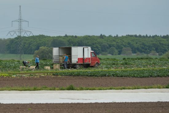 Farmhands Load Vegetables Onto Truck Near Editorial Stock Photo - Stock ...