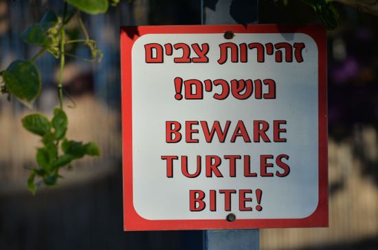 Warning Sign Beware Turtles Bite Seen Editorial Stock Photo - Stock ...