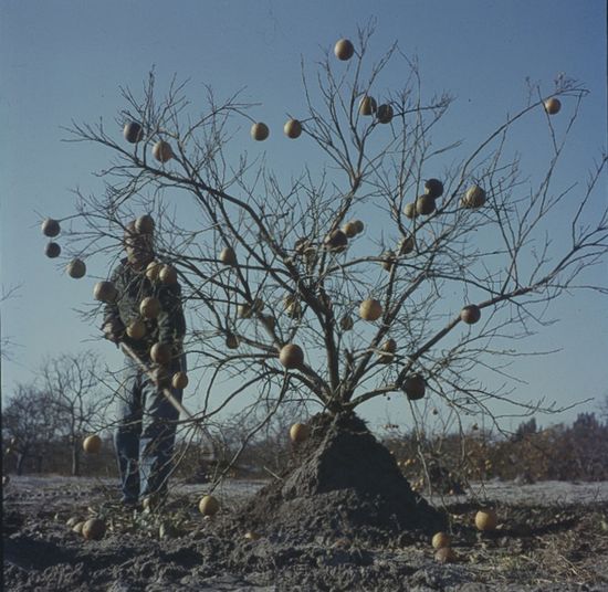 View Dying Orange Tree After Freeze Editorial Stock Photo - Stock Image ...