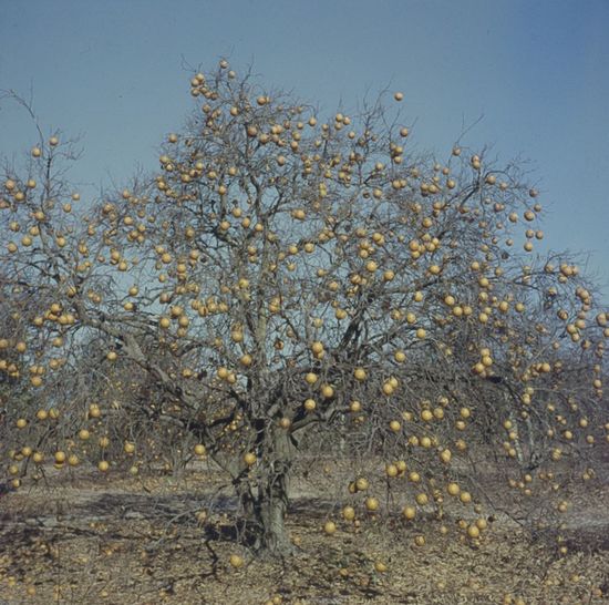 View Dying Orange Tree After Freeze Editorial Stock Photo - Stock Image ...