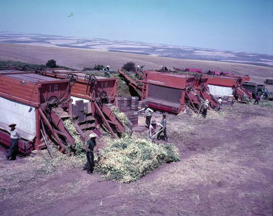Farmers Harvesting Peas Walla Walla Washington Editorial Stock Photo ...