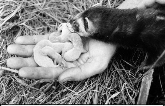 Mother Ferret Checking Her Babies United Editorial Stock Photo - Stock ...