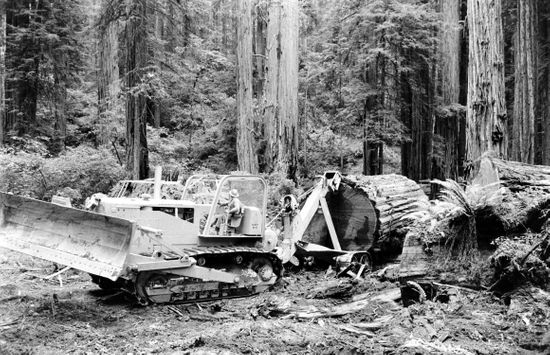 Pacific Lumber Company Lumberman Pulling Logs Editorial Stock Photo ...