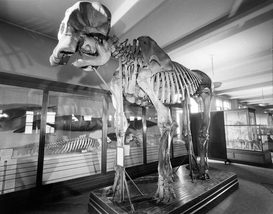 Skeleton Jumbo Elephant On Display United Editorial Stock Photo - Stock ...