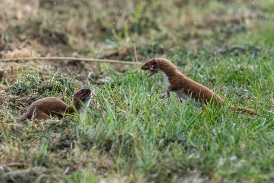 Pair Weasels Can Be Seen Bearing Editorial Stock Photo - Stock Image ...