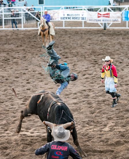 Riders Thrown Off Bucking Horses Rodeo Editorial Stock Photo - Stock ...