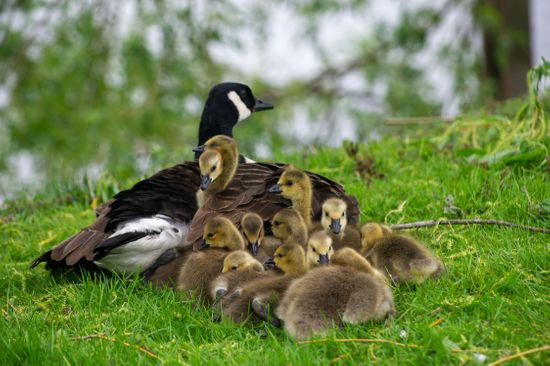 Baby Canada Geese Goslings Cuddle Their Editorial Stock Photo - Stock ...