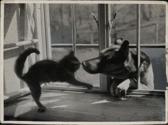 German Shepherd Dog Scaring Cat United Editorial Stock Photo - Stock ...