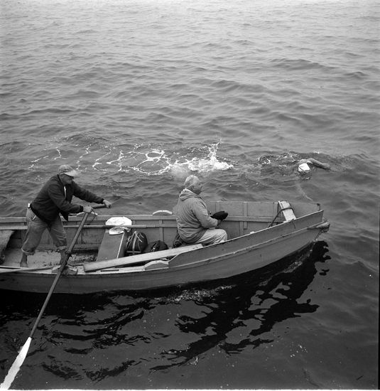 Florence May Chadwick Swimming Catalina Channel Editorial Stock Photo ...