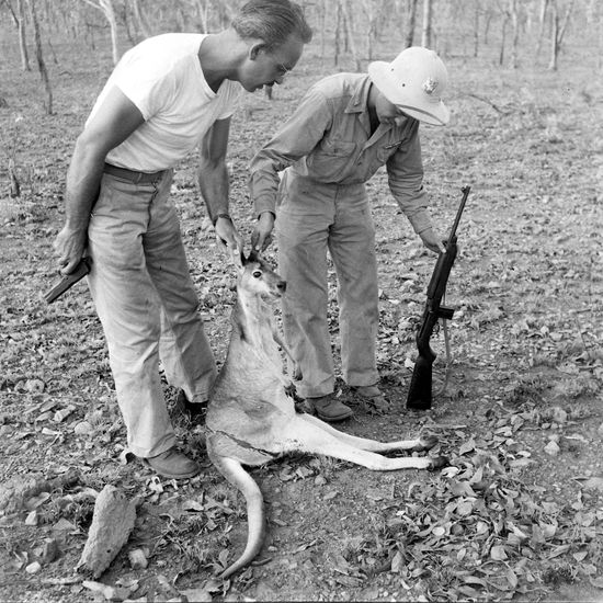 Men Guns Holding Ears Kangaroo Australia Editorial Stock Photo - Stock ...