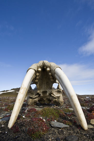 Walrus Skull Odobenus Rosmarus Rosmarus On Editorial Stock Photo ...