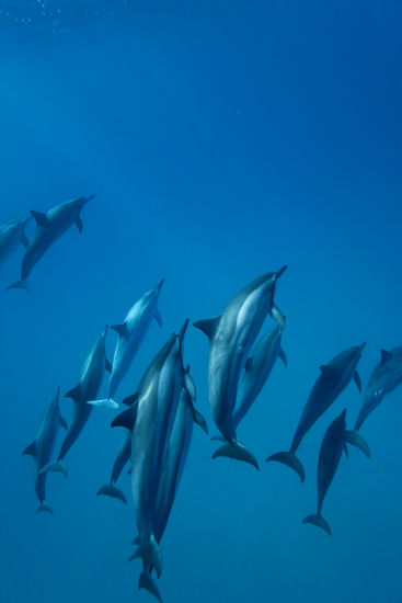 Hawaiian Spinner Dolphin Pod Stenella Longirostris Editorial Stock ...