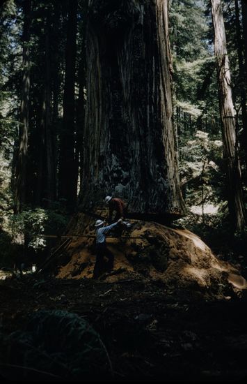 Lumbermen Felling Redwoods California United States Editorial Stock ...