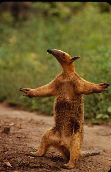 Portrait Threetoed Anteater During Operation Gwamba Editorial Stock ...