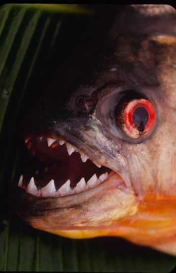 Closeup Piranha During Operation Gwamba Mission Editorial Stock Photo ...