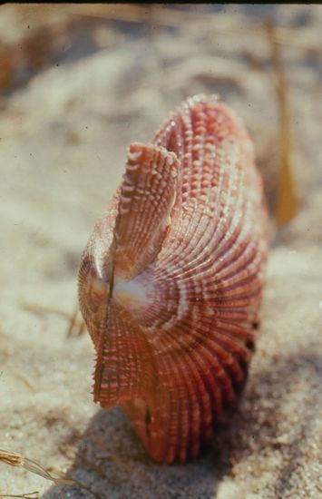 Noble Scallop Shell Collected By Conchologists Editorial Stock Photo ...
