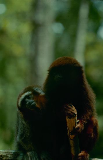 Two Callicebus Monkeys Delta Regional Primate Editorial Stock Photo ...