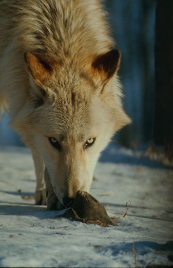 White Wolf Sniffing Ground Canada 1966 Editorial Stock Photo - Stock ...