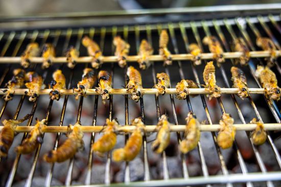 Brood X Cicadas Cook Over Grill Editorial Stock Photo - Stock Image ...