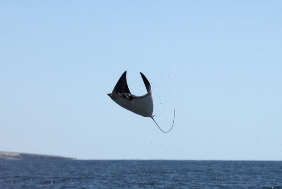 Mobula Ray Mobula Japonica Leaping Mobula Editorial Stock Photo - Stock ...